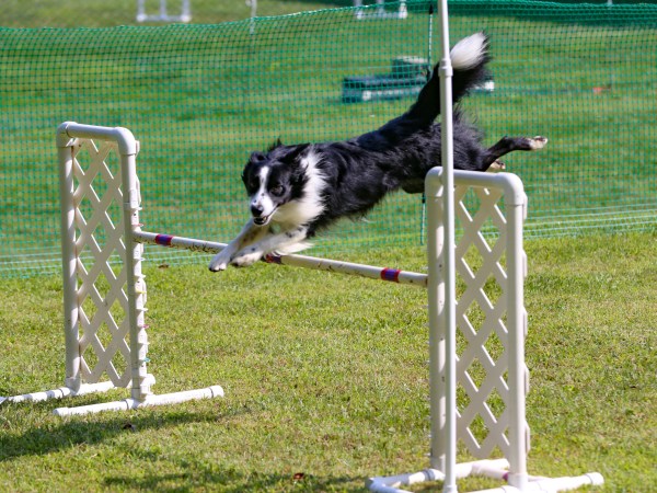 Branchwater – Boarding • Training • Puppies